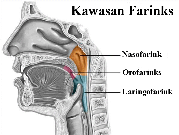 Sumber daripada: http://fau.pearlashes.com/anatomy/Chapter%2036/Chapter ...